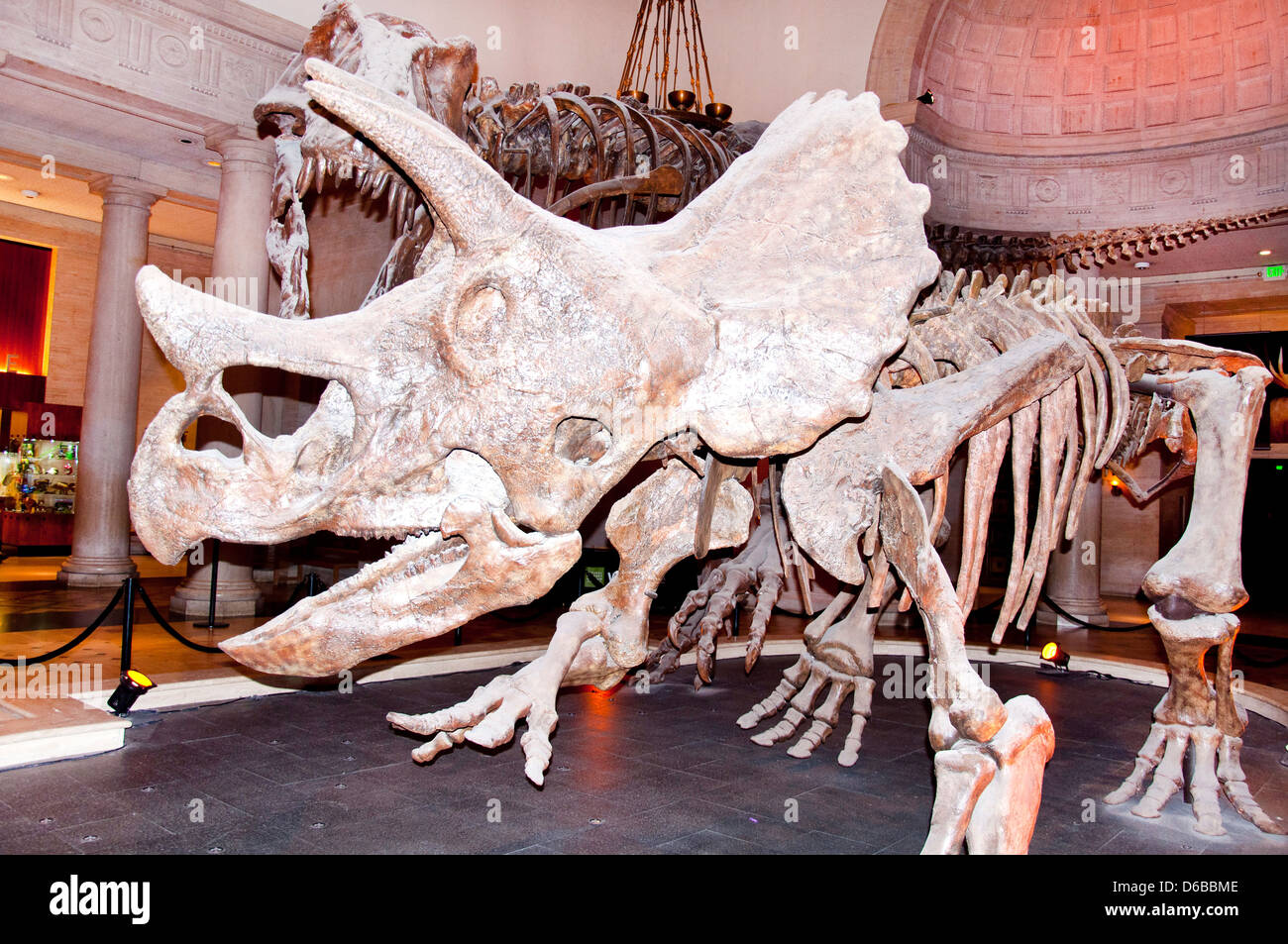Dinosaur Skeleton, Natural History Museum, Los Angeles, CA Stock Photo ...