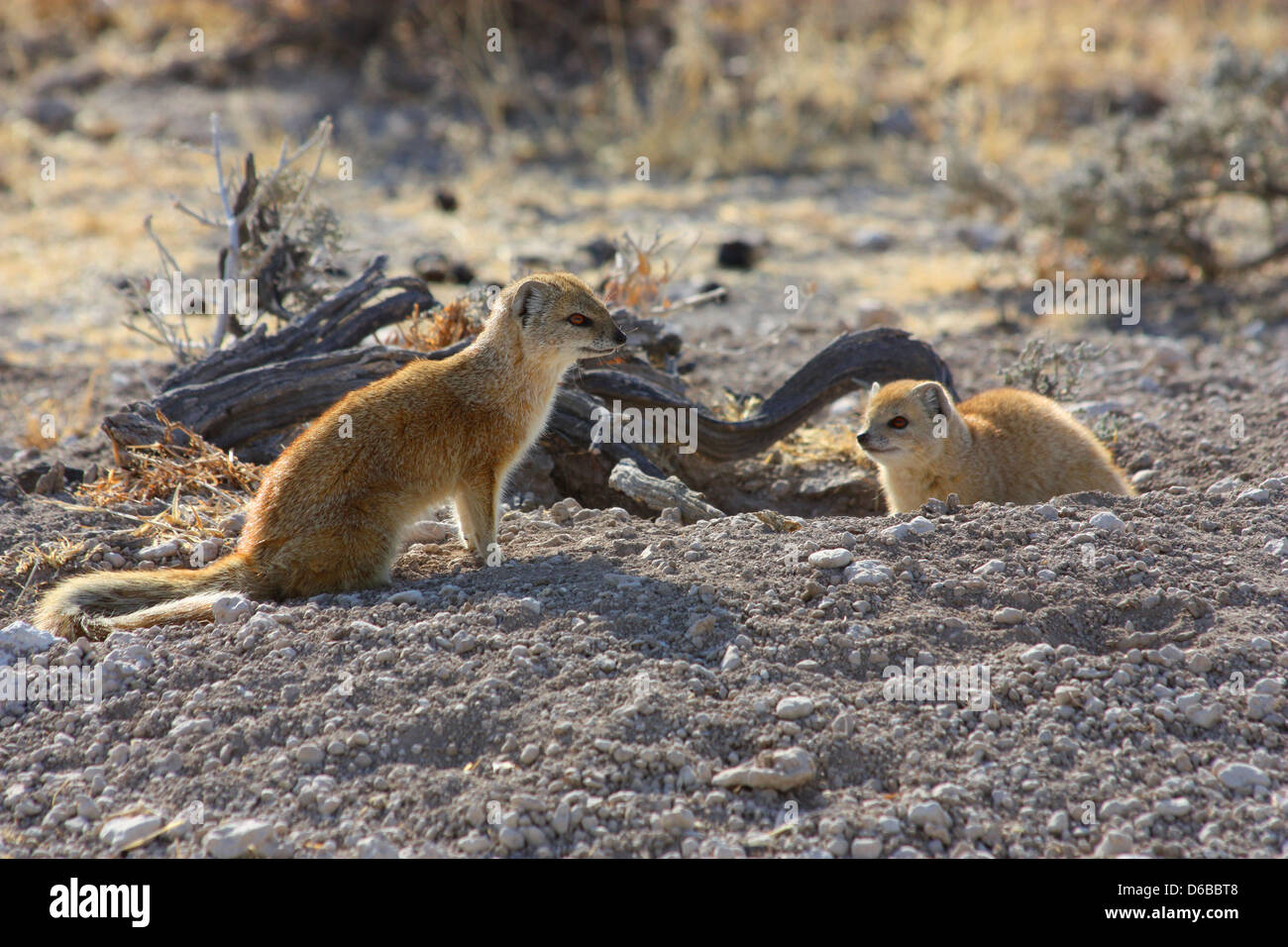 Namibian fauna hi-res stock photography and images - Alamy