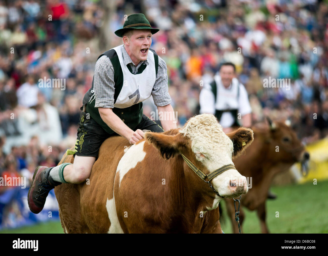 Ox rider hi-res stock photography and images - Alamy