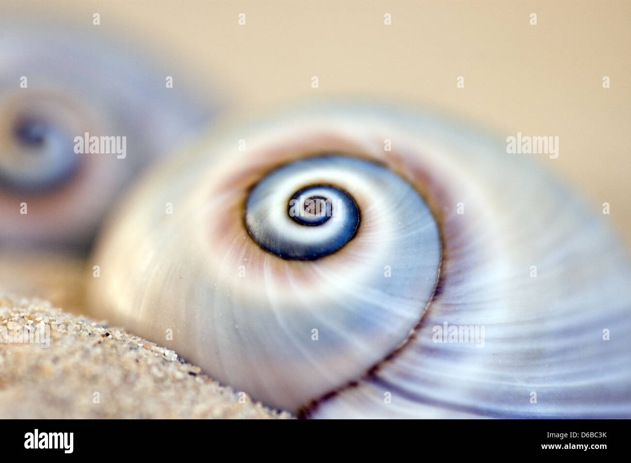 Snail shells hi-res stock photography and images - Alamy
