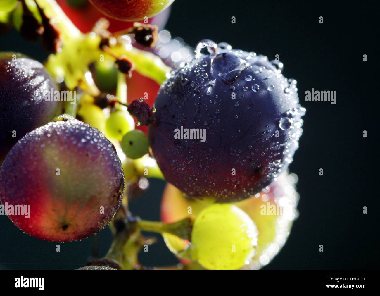 Sonne reifen trauben hi-res stock photography and images - Alamy