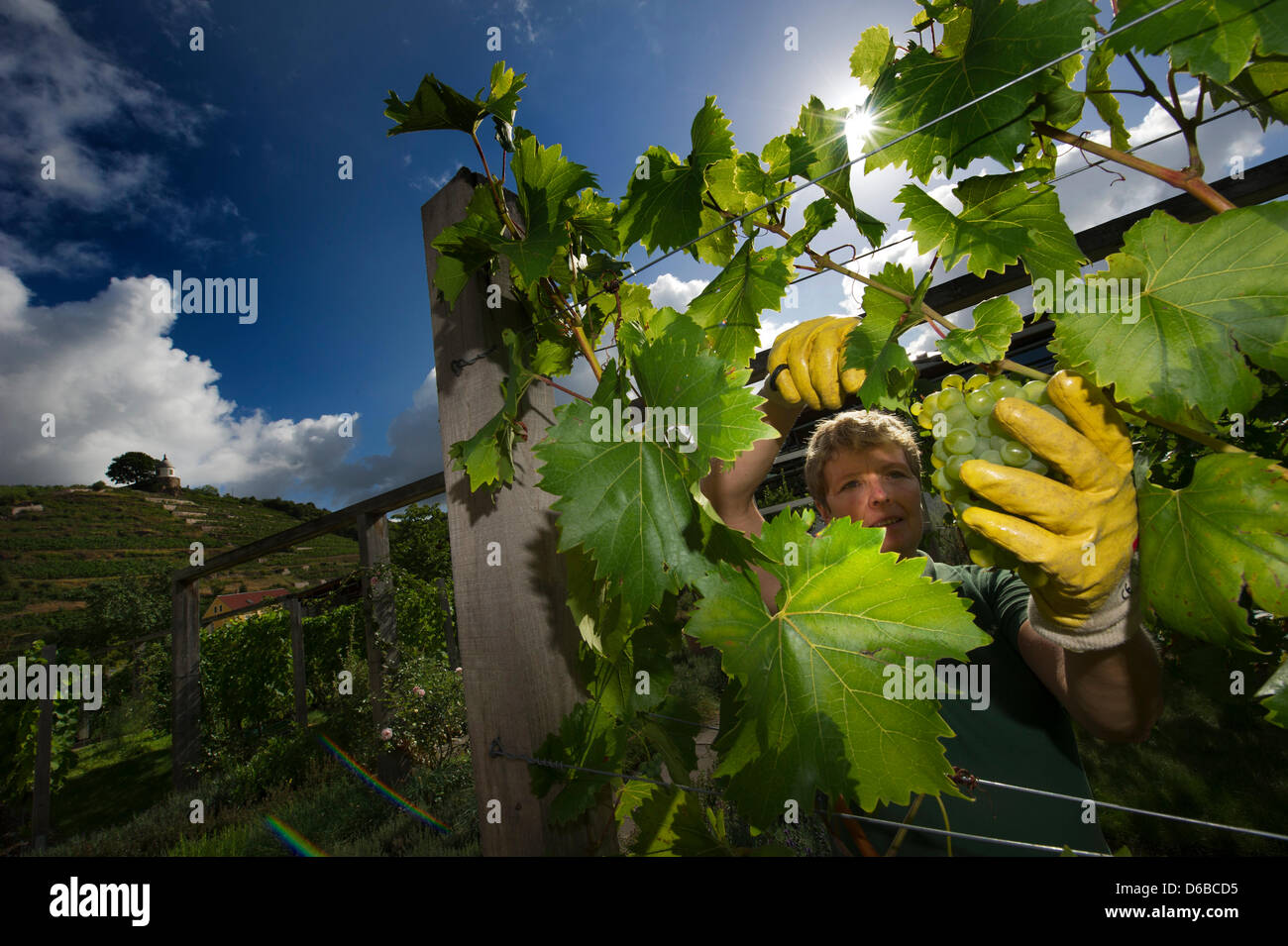 Andrea Severa harvests the first grapes of the kind 'Phoenix' at the ...