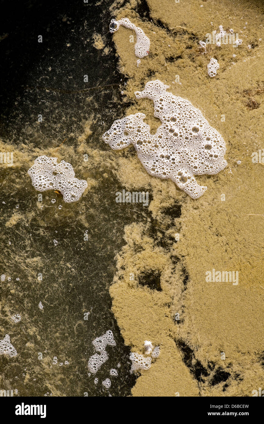 Toxic algae bloom Stock Photo - Alamy