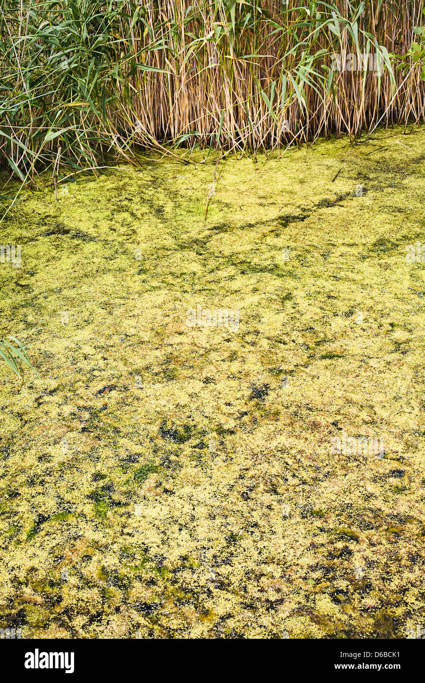 Toxic algae bloom Stock Photo - Alamy