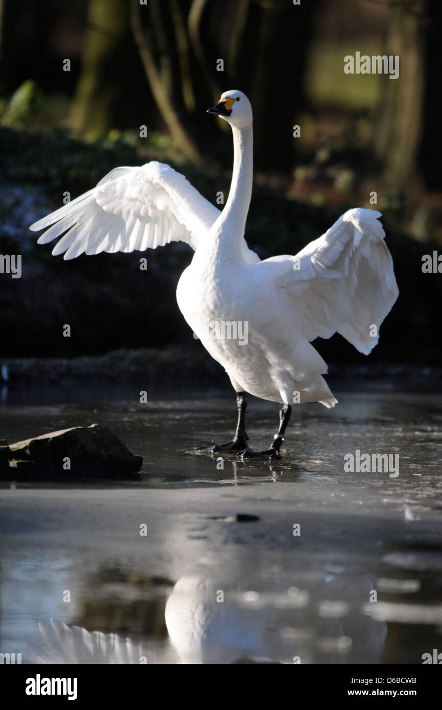 A Bewick's swan on the ice at the Slimbridge Wildfowl and Wetlands ...