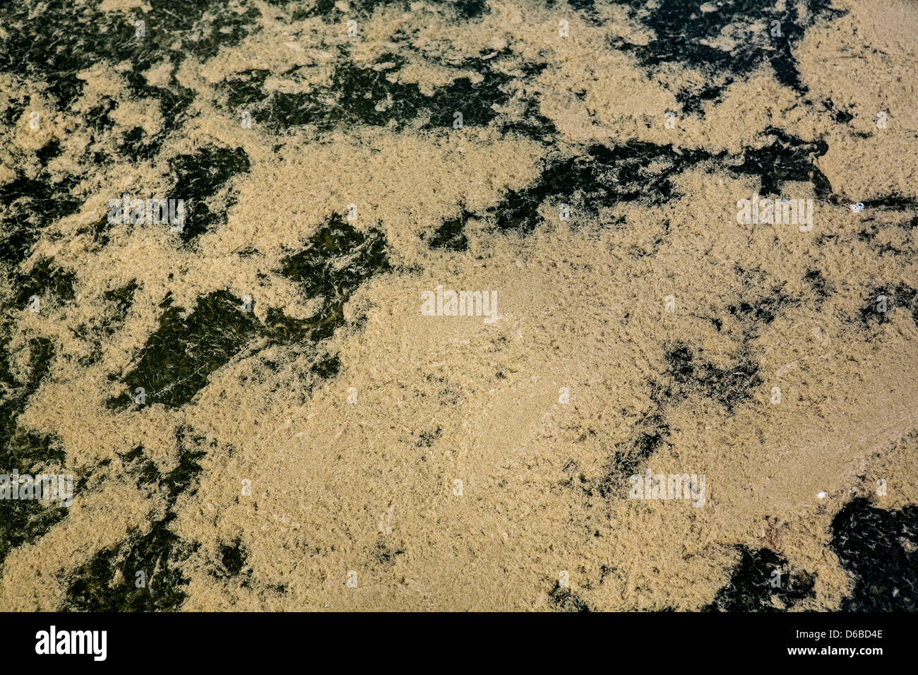 Toxic algae bloom Stock Photo - Alamy