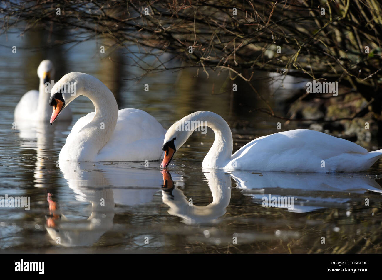 A pair of Mute Swans with a Bewick's (rear) at The Slimbridge Wildfowl ...
