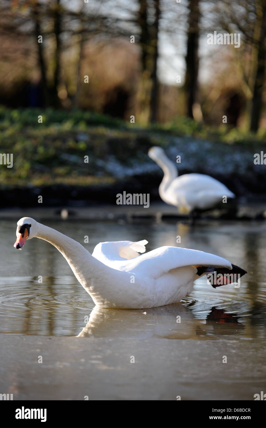 Swans legs hi-res stock photography and images - Alamy