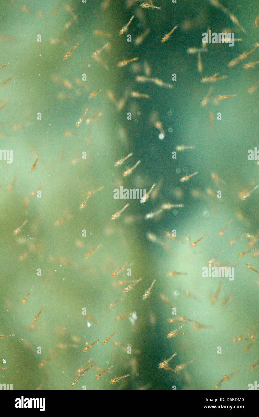 Norway Svalbard Archipelago Spitsbergen. Tiny krill the base of the ...