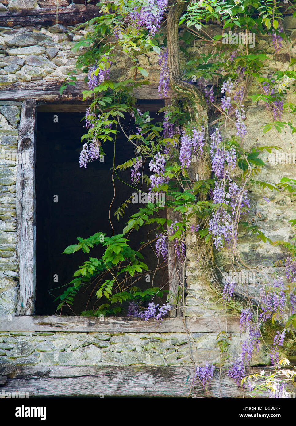 Flowers growing around old window Stock Photo - Alamy