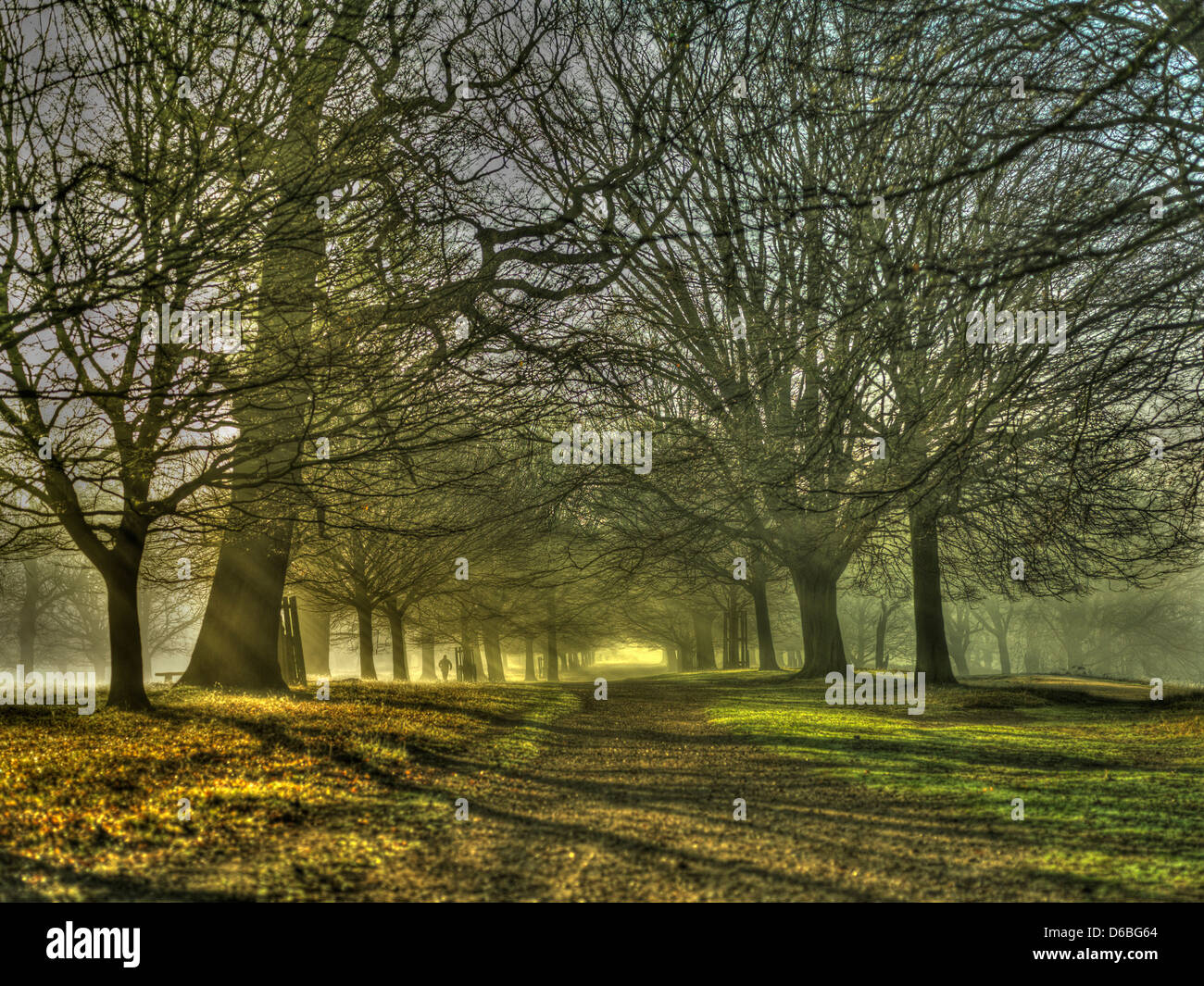 Trees growing along rural road Stock Photo - Alamy