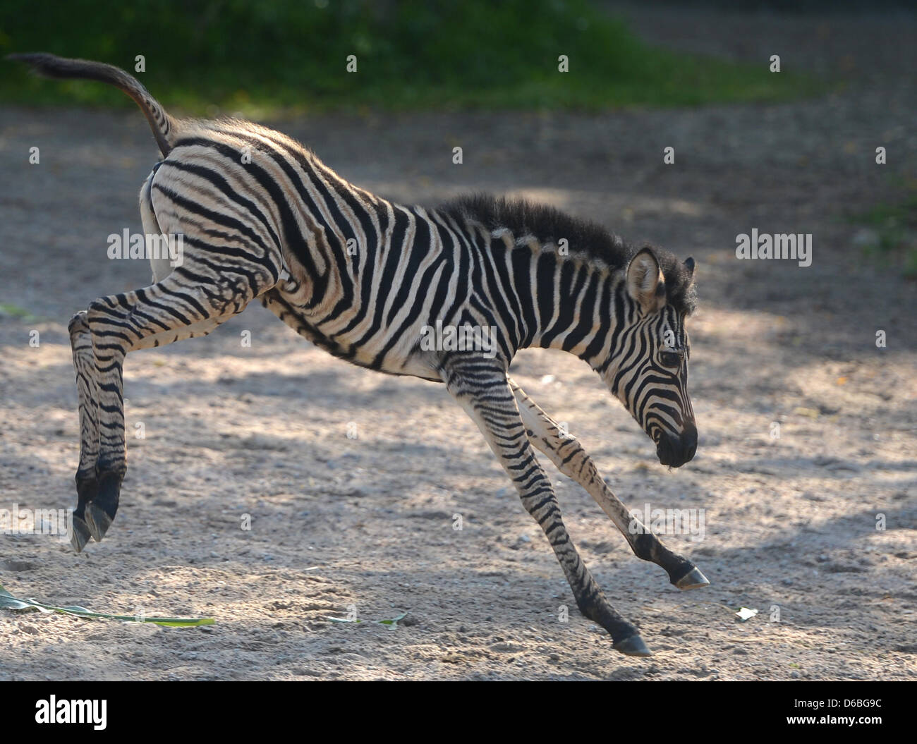Baby zebra Jule explores the enclosure at the Hagenbeck zoo in Hamburg ...