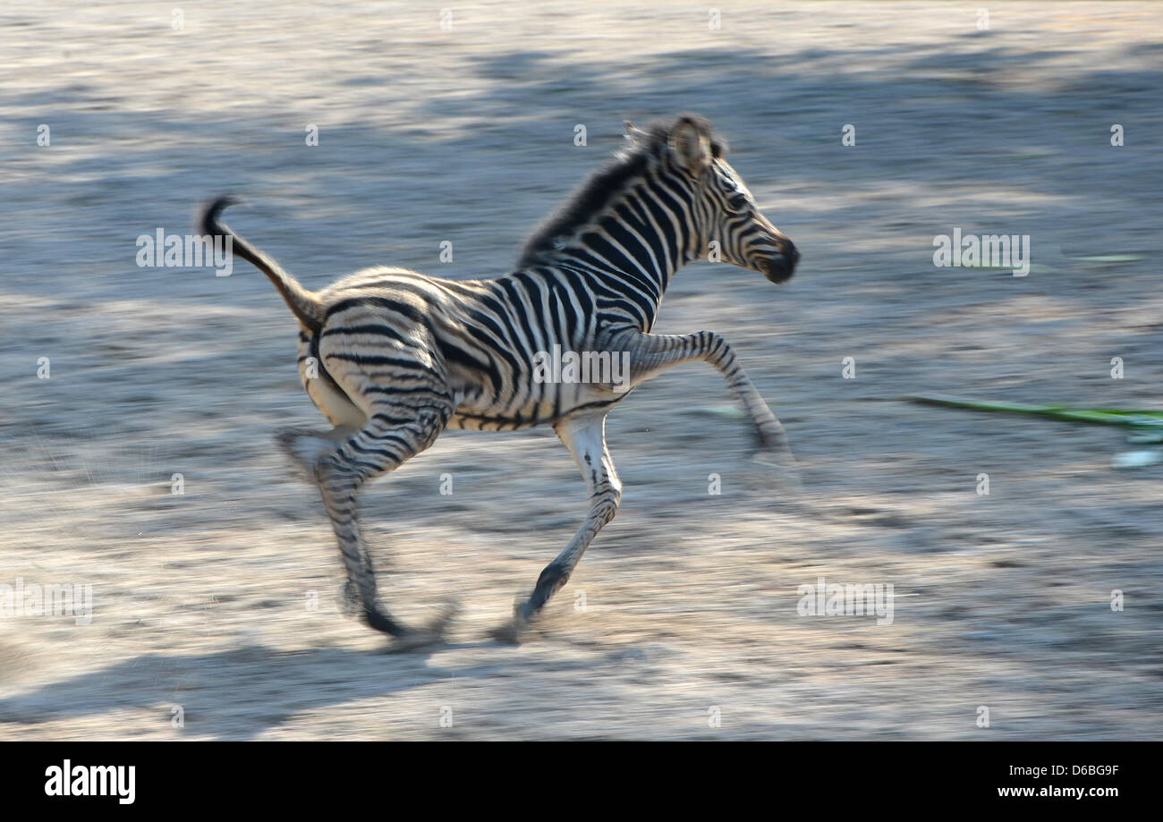 Baby zebra Jule explores the enclosure at the Hagenbeck zoo in Hamburg ...
