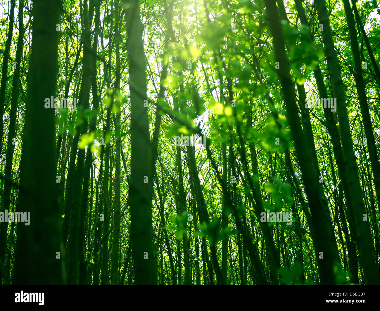 Trees growing in forest Stock Photo - Alamy