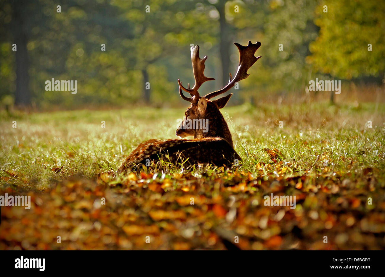 Deer Lying Down Stock Photos & Deer Lying Down Stock Images - Alamy