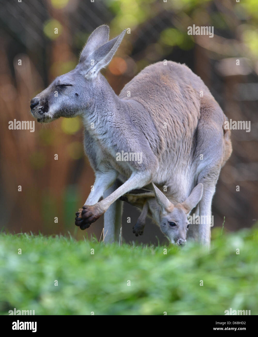 A kangaroo baby looks out from the pouch of its mother at Hagenbeck Zoo ...