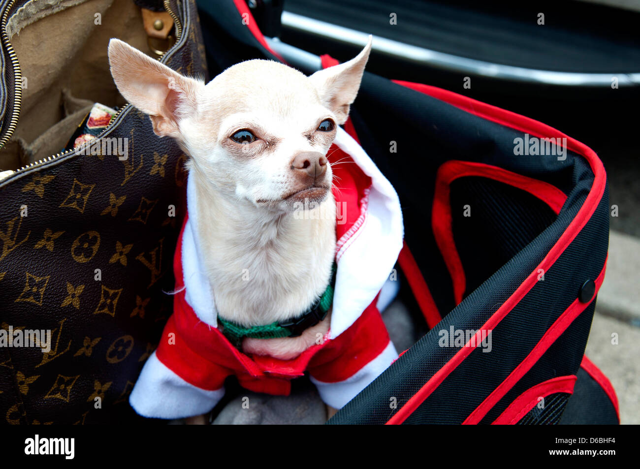 Ugly chihuahua hi-res stock photography and images - Alamy