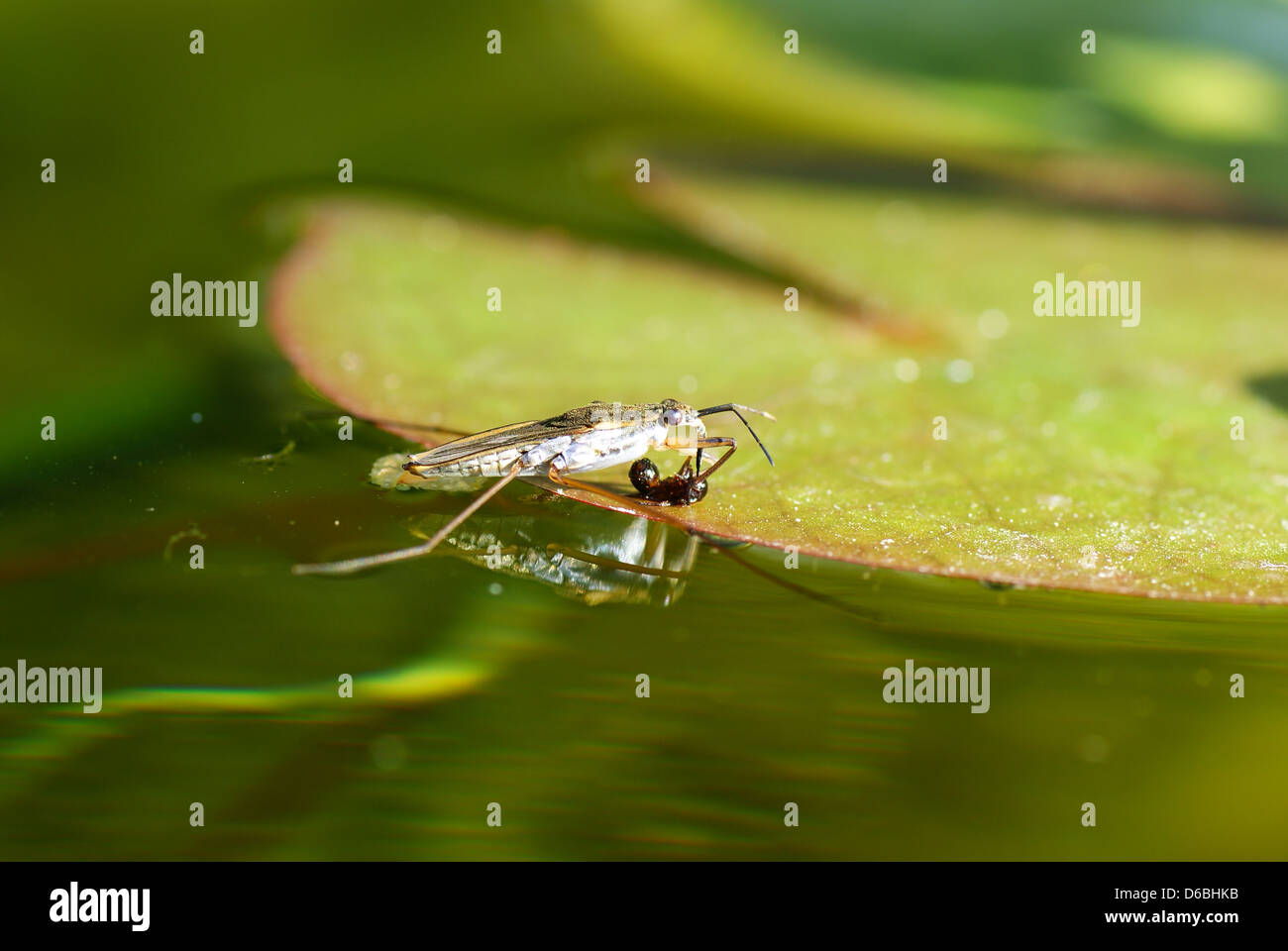 Water spider hi-res stock photography and images - Alamy