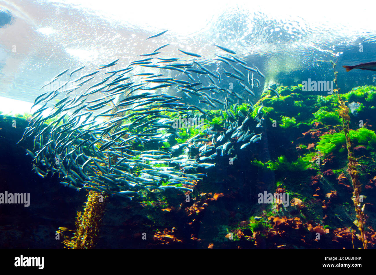 Fish school (shoal Stock Photo - Alamy