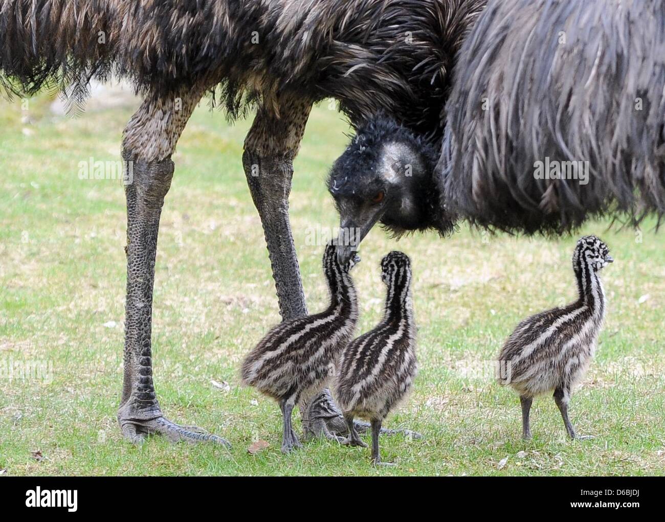 Emu chicks hi-res stock photography and images - Alamy