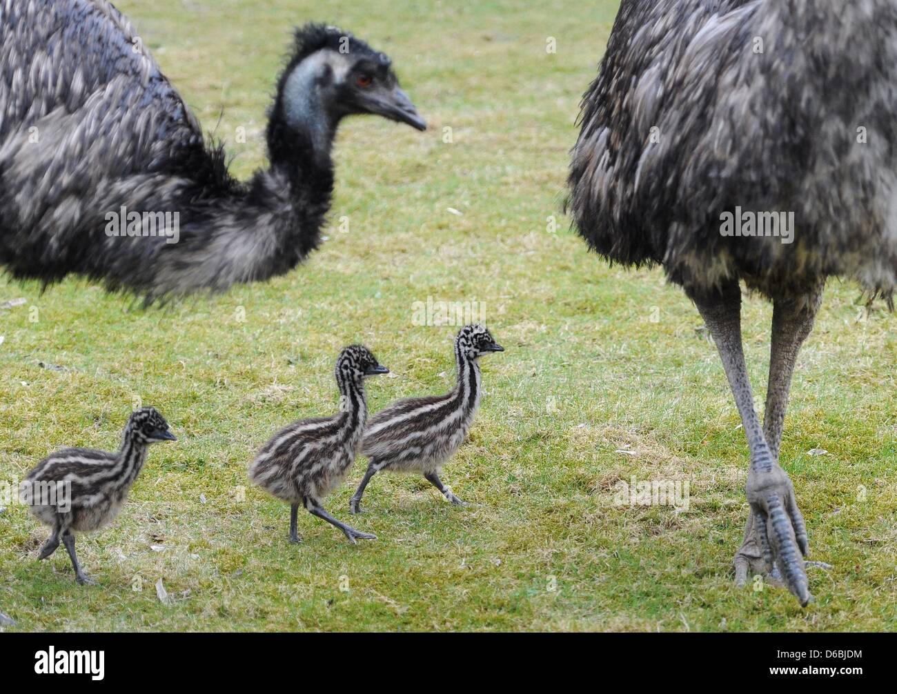 Berlin, Germany. 16th April, 2013. Emu chicks walk through their ...