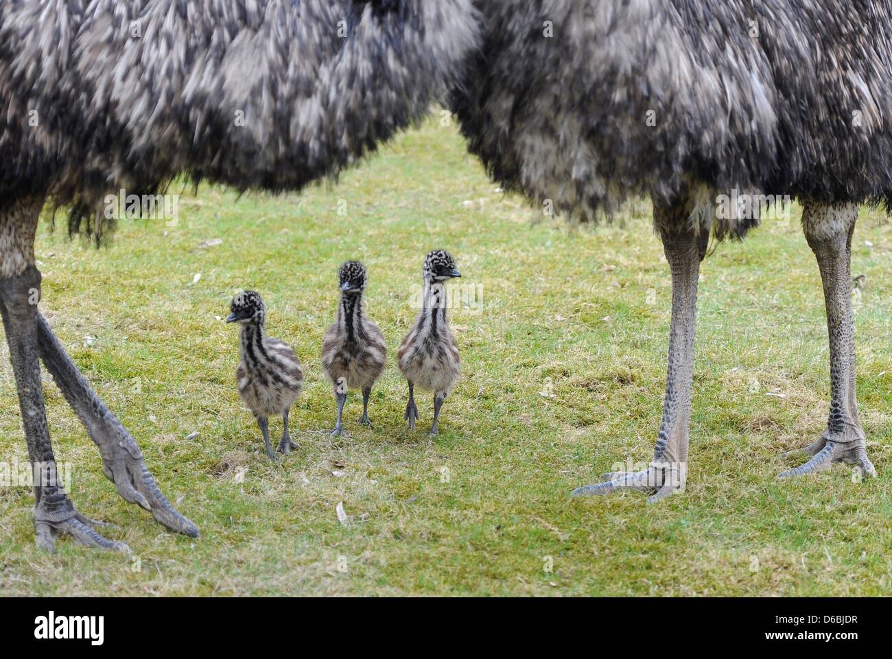 Berlin, Germany. 16th April, 2013. Emu chicks walk through their ...