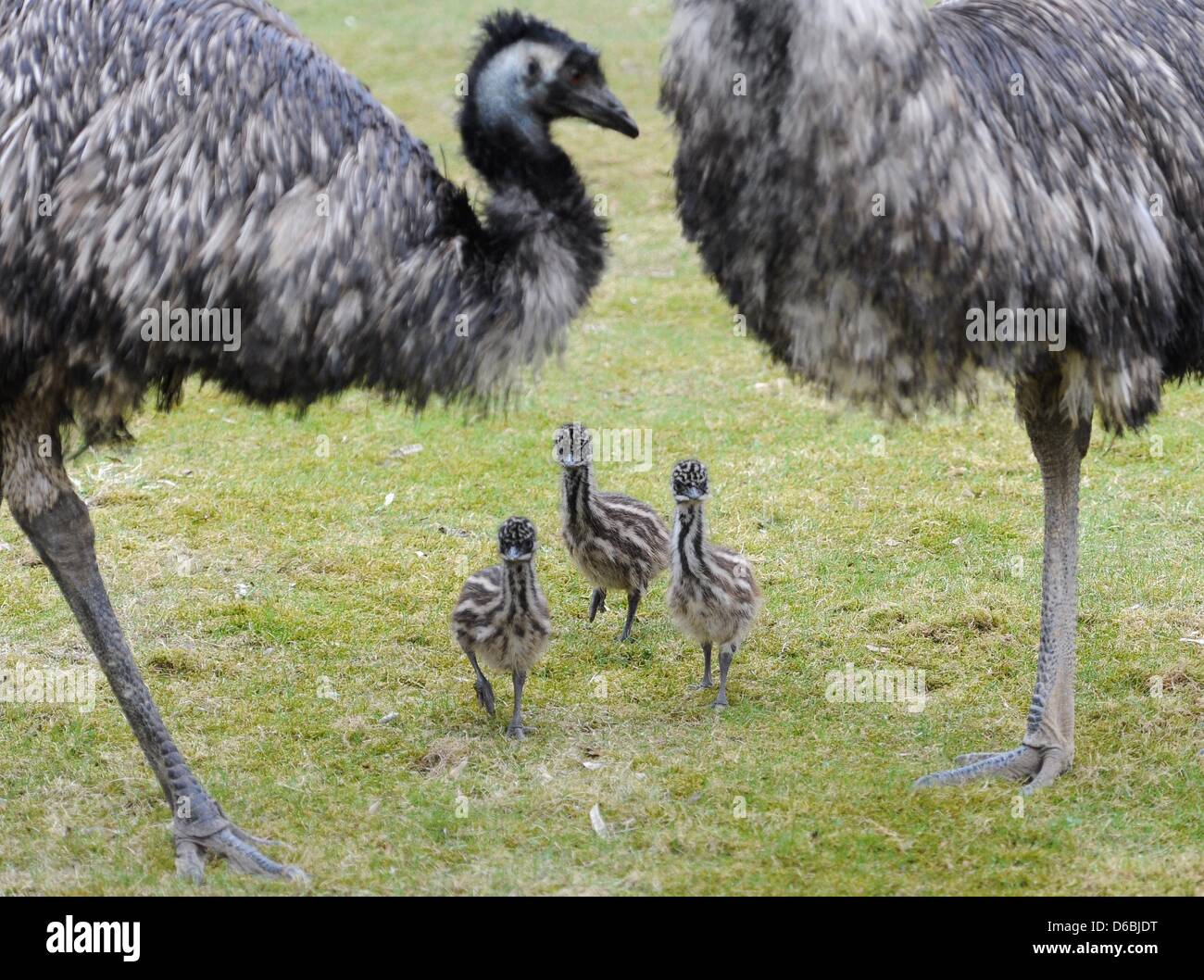 Berlin, Germany. 16th April, 2013. Emu chicks walk through their ...