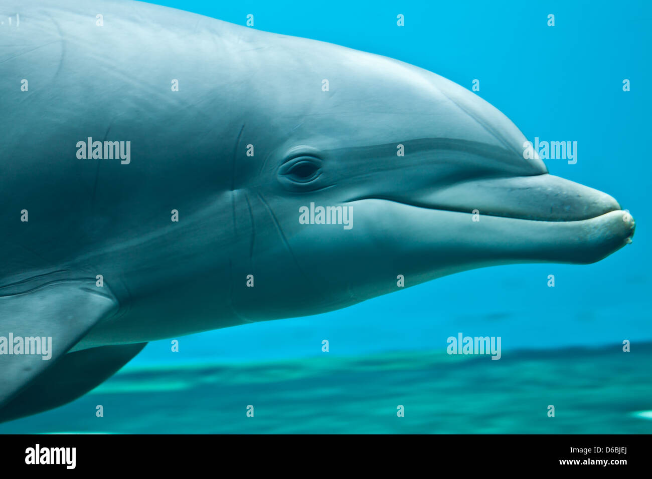 Portrait dolphin hi-res stock photography and images - Alamy