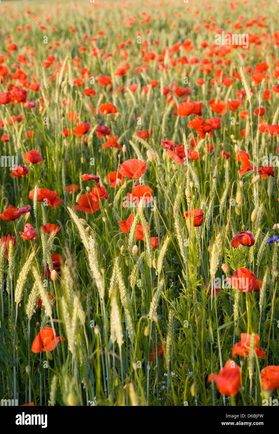 Poppy weed hi-res stock photography and images - Alamy