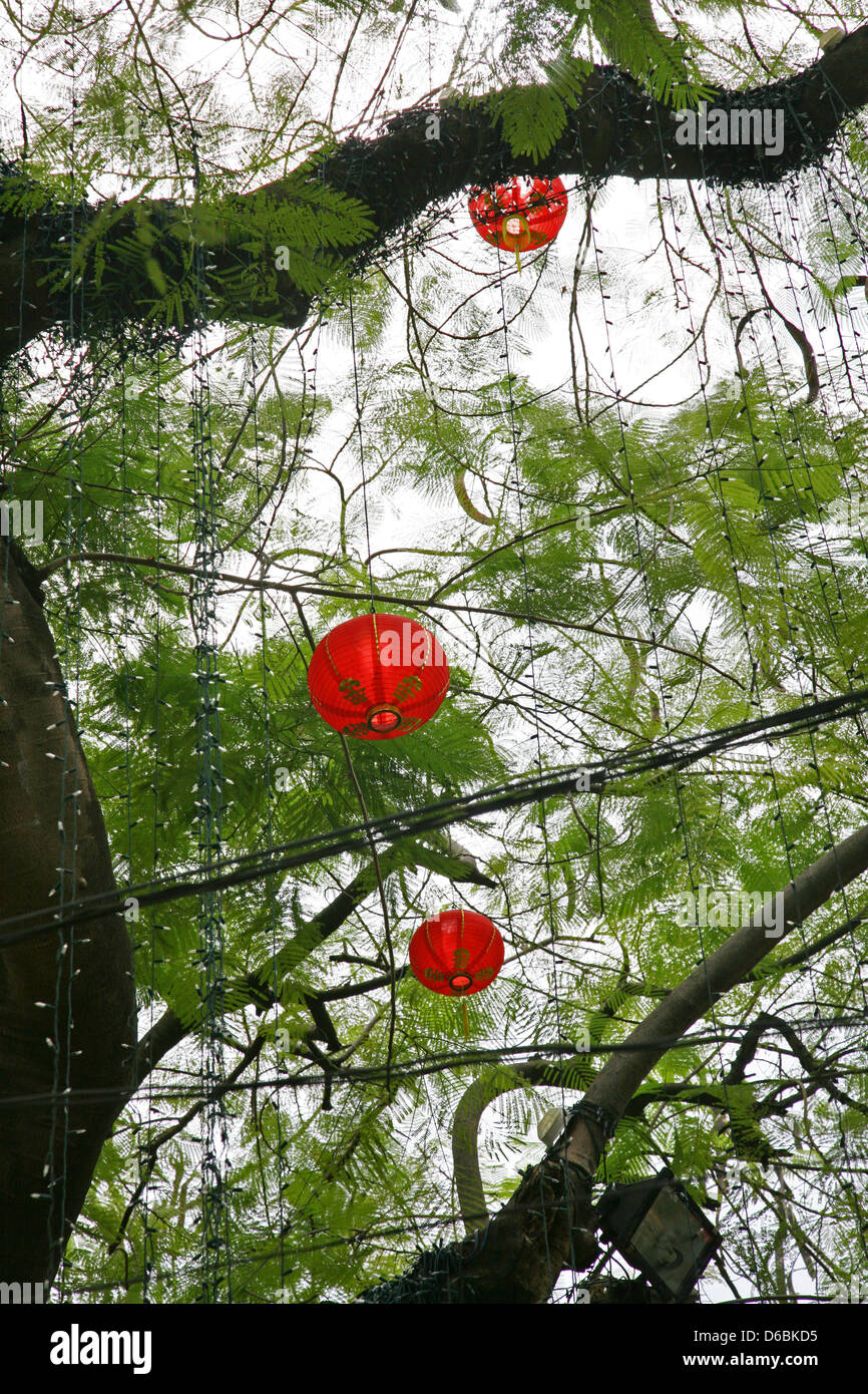 Chinese lantern tree hi-res stock photography and images - Alamy