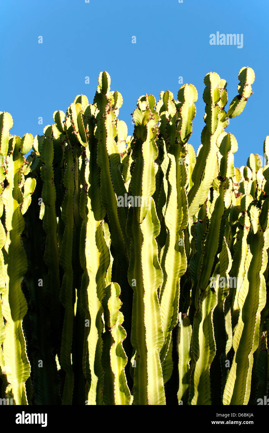 Long Pachycereus marginatus cactus (Mexican Organ Pipe cactus Stock ...