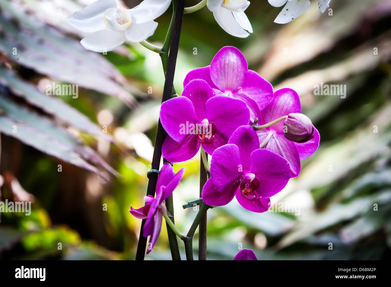 Orchids in beautiful garden Stock Photo - Alamy