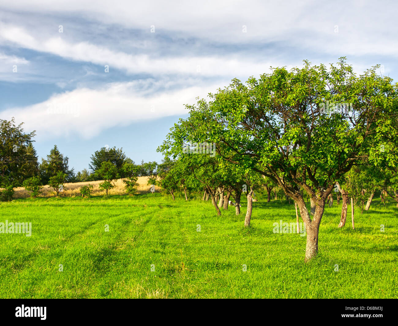 Summer Trees Fruit