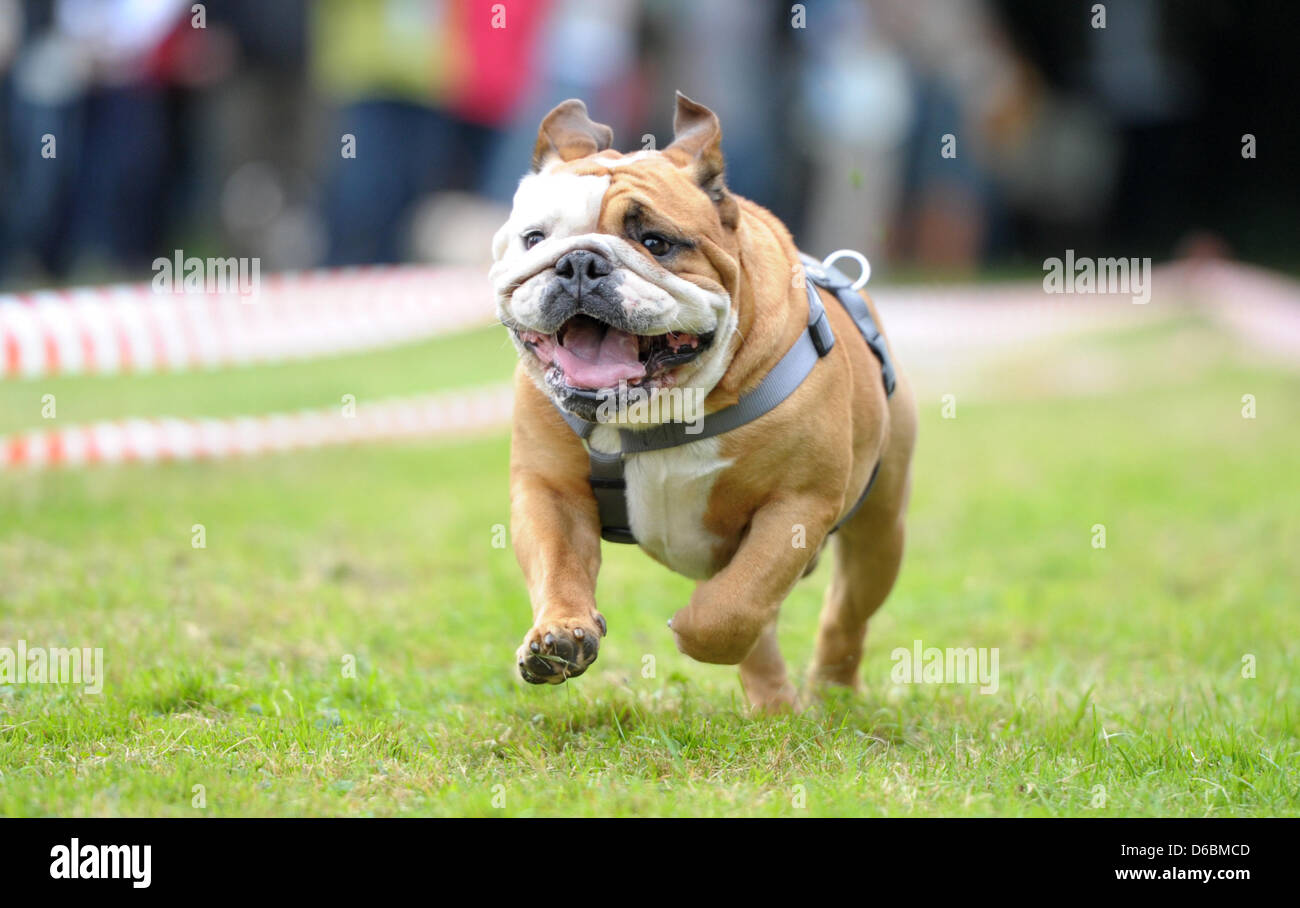 A bulldog runs along a race track during the pug dog and bull terrier ...