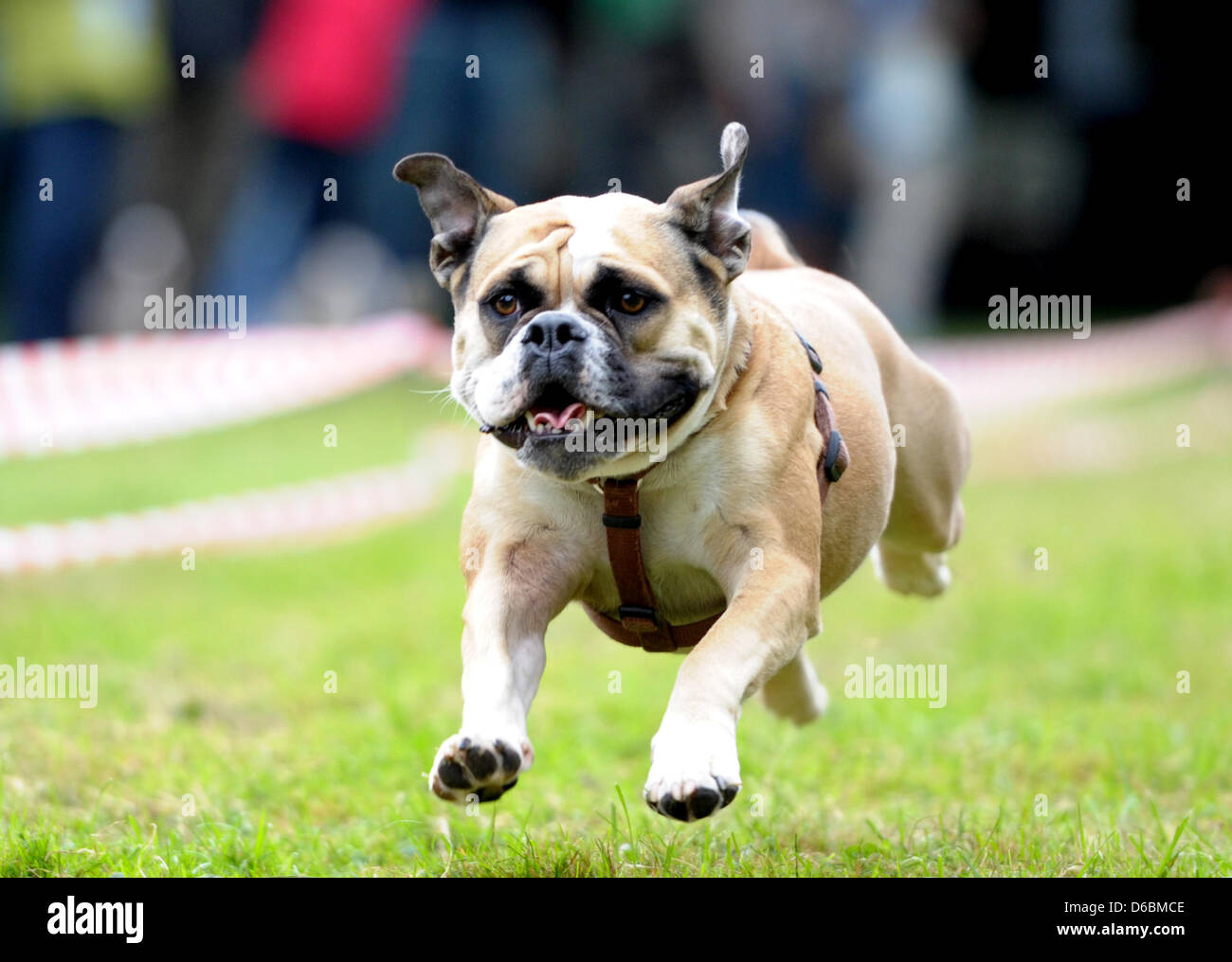 A bulldog runs along a race track during the pug dog and bull terrier ...
