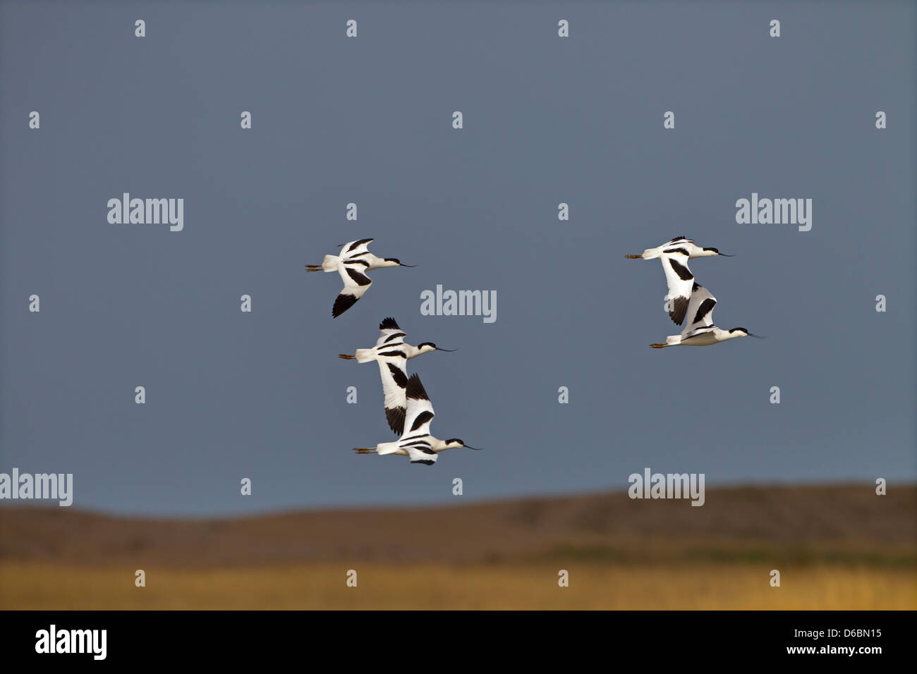 Black webbed feet hi-res stock photography and images - Alamy
