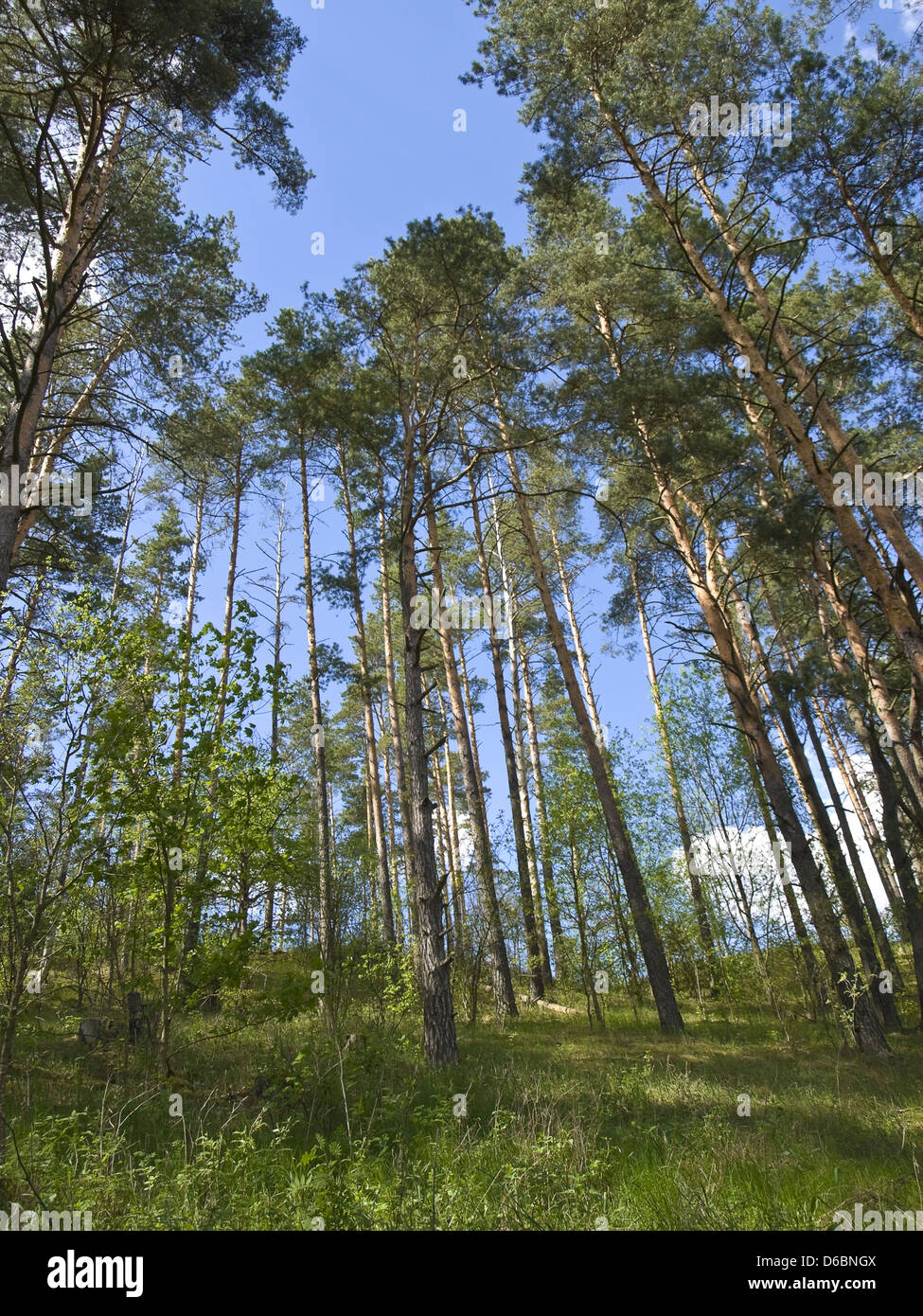 Pinery hi-res stock photography and images - Alamy