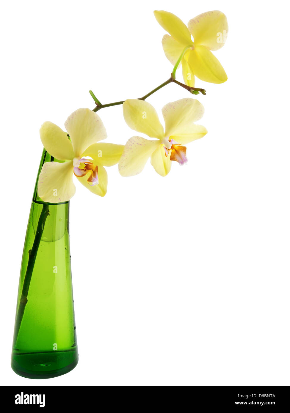 Orchid houseplant Cut Out Stock Images & Pictures - Alamy