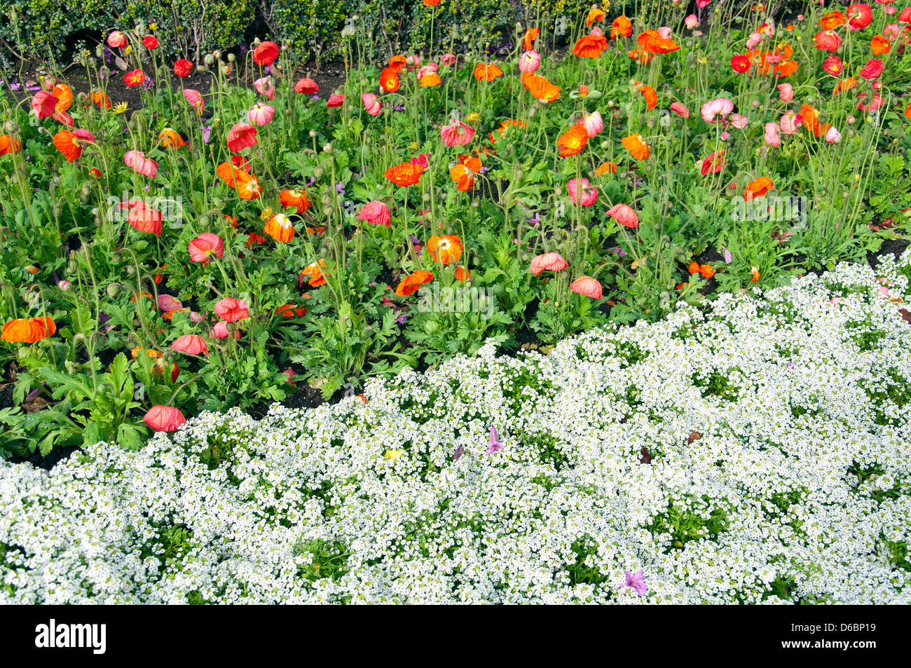 Poppy Flowers in the Garden Stock Photo - Alamy