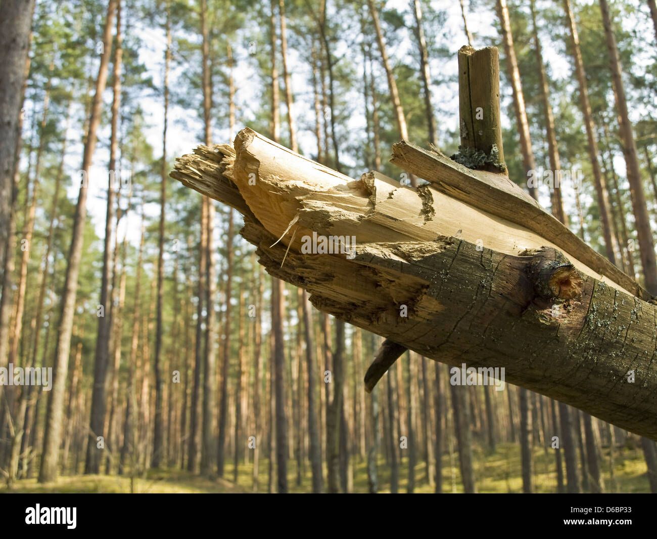 Fallen pine tree Stock Photo - Alamy