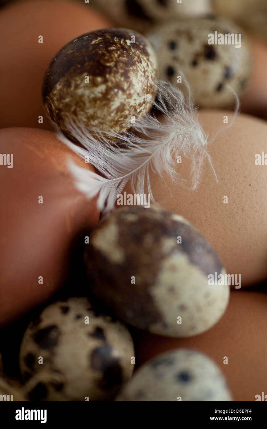 Feather and eggs hi-res stock photography and images - Alamy