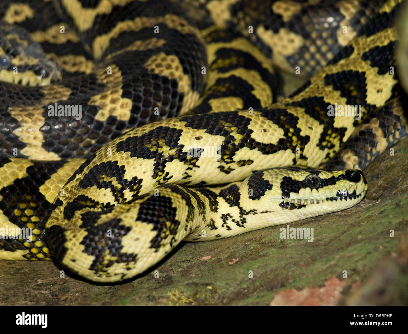 Snake phobia hi-res stock photography and images - Alamy