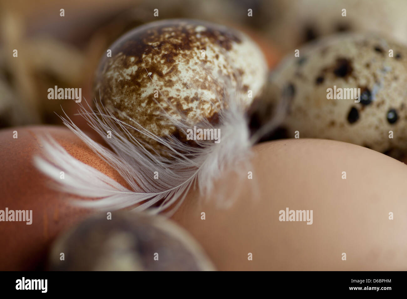 Farm eggs with a white feather Stock Photo - Alamy
