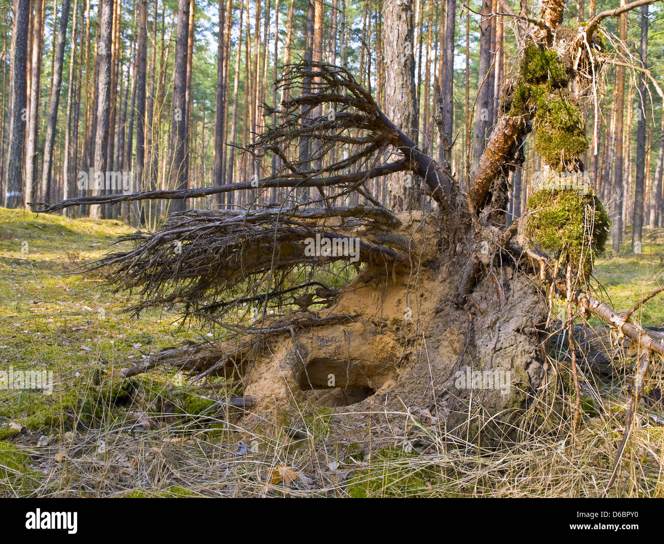 Fallen pine tree Stock Photo - Alamy