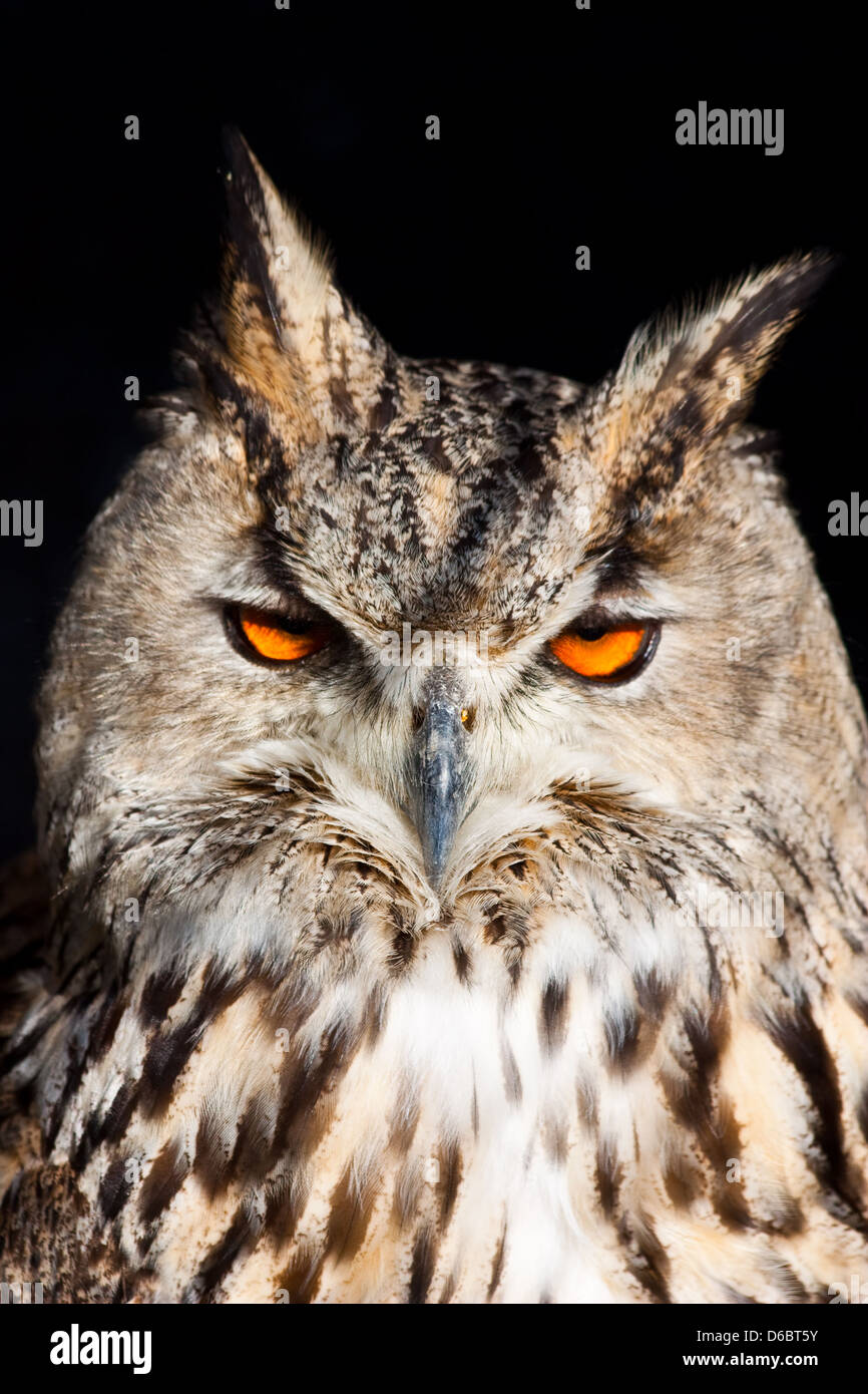 Royal owl - Bubo Bubo Stock Photo - Alamy