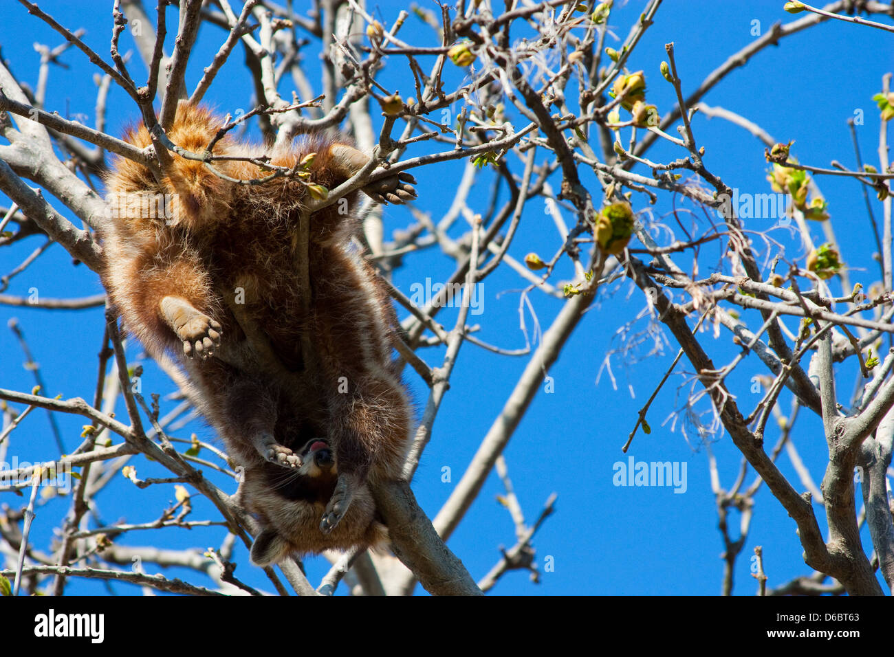 Common raccoon frog hi-res stock photography and images - Alamy