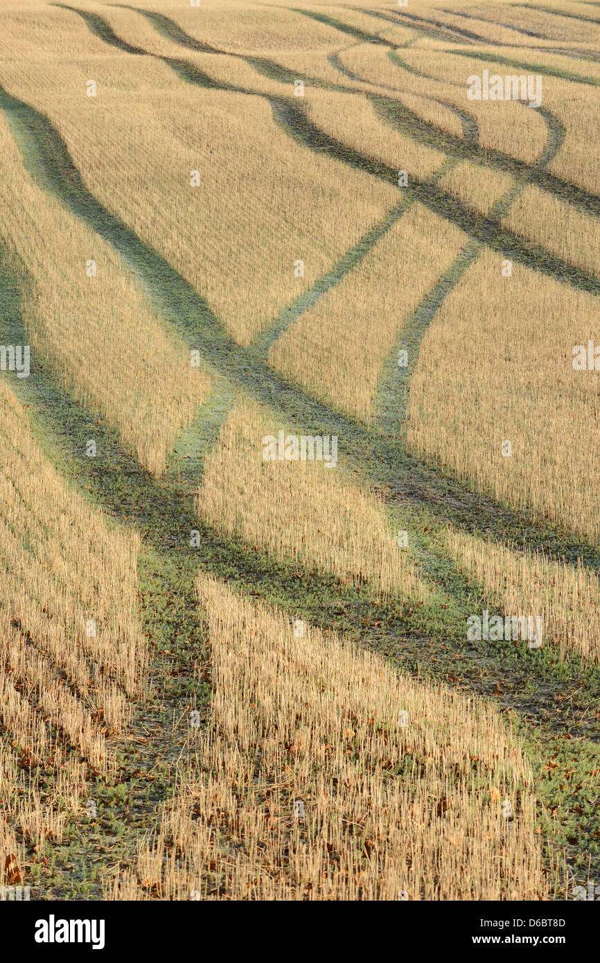 A network of tractor paths running through a field of cut crops on the ...