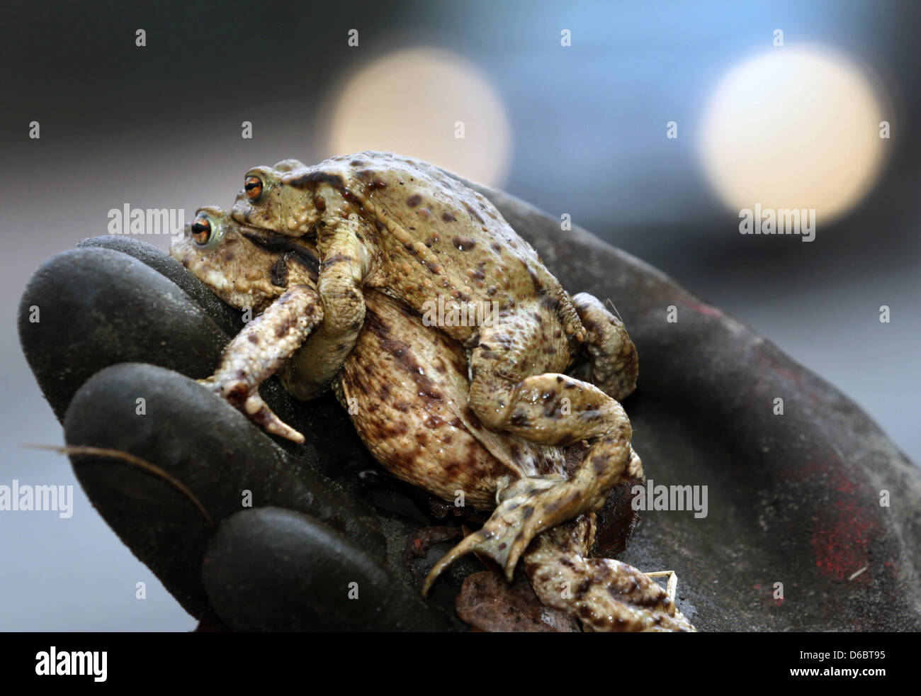 A toad couple is collected by a helper who will bring it across the ...