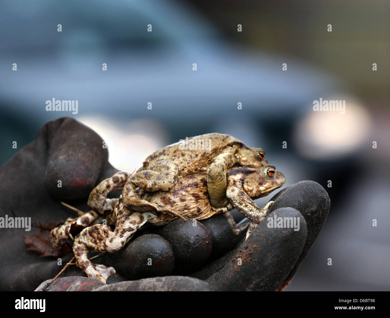A toad couple is being collected by a helper at a toad fence in front ...