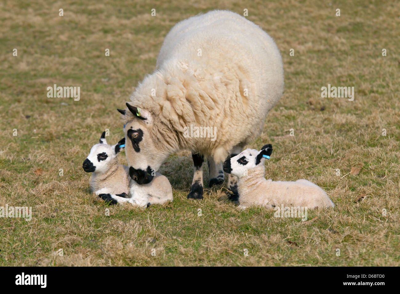 Kerry Hill Sheep flock Ewe and lambs Stock Photo - Alamy